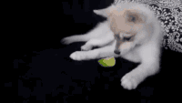 Lime GIFs - Get the best gif on GIFER