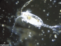 Plankton GIFs - Get the best gif on GIFER