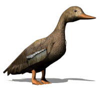 Ducks GIFs - Get the best gif on GIFER