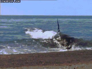 Surfacing GIFs - Get the best gif on GIFER
