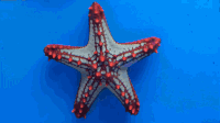 Starfish GIFs - Get the best gif on GIFER