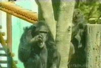 Chimp GIFs - Get the best gif on GIFER