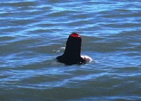 Mermaid GIFs - Get the best gif on GIFER