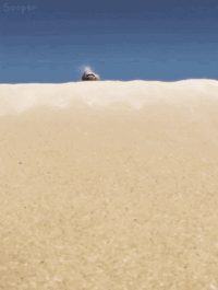 Entertaining GIFs - Get the best gif on GIFER
