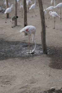 Mud GIFs - Get the best gif on GIFER