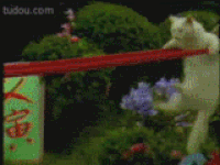 Acrobatic GIFs - Get the best gif on GIFER