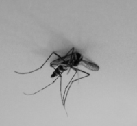Mosquito GIFs - Get the best gif on GIFER
