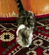 Fold GIFs - Get the best gif on GIFER