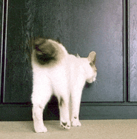 Done GIFs - Get the best gif on GIFER