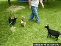 Chevre GIFs - Get the best gif on GIFER