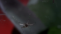 Mosquitoes GIFs - Get the best gif on GIFER