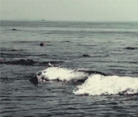 Seaside GIFs - Get the best gif on GIFER