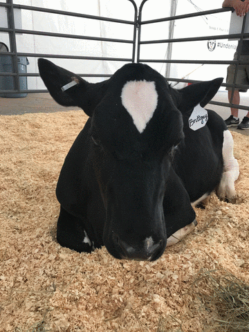 Cow breed GIF - Conseguir o melhor gif em GIFER