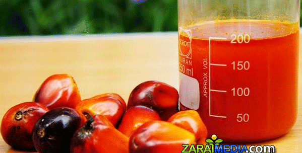 Palm oil GIFs - Get the best gif on GIFER