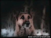 Deutsch GIFs - Get the best gif on GIFER