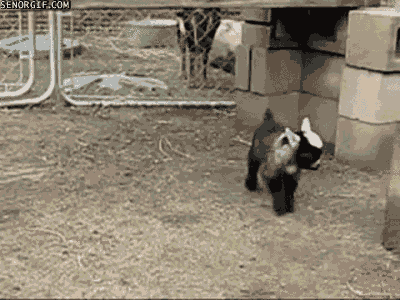 Pygmy goats GIF - Conseguir o melhor gif em GIFER