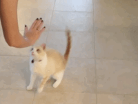 Five GIFs - Get the best gif on GIFER