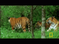 Tiger GIFs - Get the best gif on GIFER