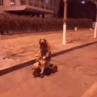 Tricycles GIFs - Get the best gif on GIFER