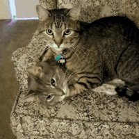 Betrayal GIFs - Get the best gif on GIFER