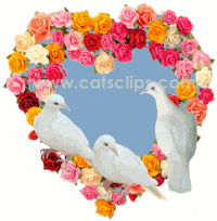 Dove GIFs - Get the best gif on GIFER