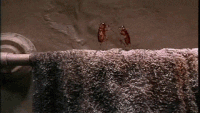 Cockroach GIFs - Get the best gif on GIFER