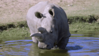 Rhino GIFs - Get the best gif on GIFER