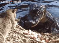 Cajun GIFs - Get the best gif on GIFER