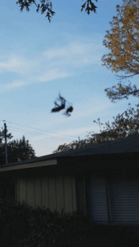 Grasshopper GIFs - Get the best gif on GIFER