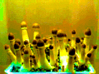 Cultivation GIFs - Get the best gif on GIFER