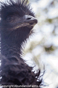 Emu GIFs - Get the best gif on GIFER