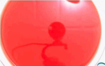 Bacillus GIFs - Get the best gif on GIFER