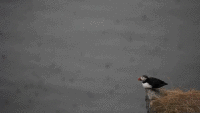 Flocking GIFs - Get the best gif on GIFER