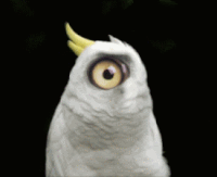 Cockatoo GIFs - Get the best gif on GIFER