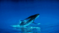 Whale GIFs - Get the best gif on GIFER