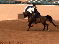 Equestrian GIFs - Get the best gif on GIFER