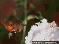 Moth GIFs - Get the best gif on GIFER