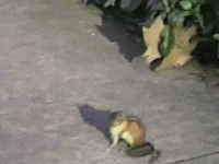 Chipmunk GIFs - Get the best gif on GIFER