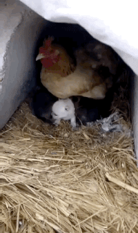 Hen GIFs - Get the best gif on GIFER