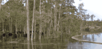 Swamp GIFs - Get the best gif on GIFER