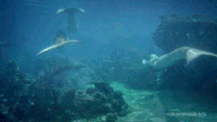 Mermaid GIFs - Get the best gif on GIFER
