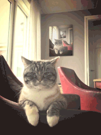 Recursion GIFs - Get the best gif on GIFER