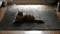 Rugs GIFs - Get the best gif on GIFER