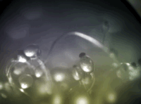 Spores GIFs - Get the best gif on GIFER