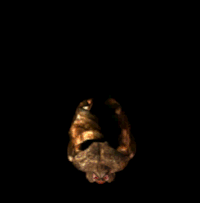 Moth GIFs - Get the best gif on GIFER