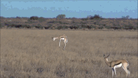 Antelope GIFs - Get the best gif on GIFER