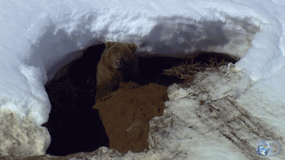 Hibernation GIFs - Get the best gif on GIFER