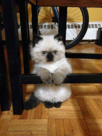 Catty GIFs - Get the best gif on GIFER