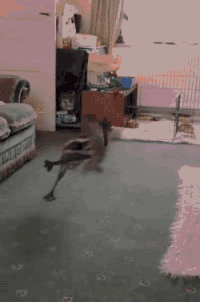 Emu GIFs - Get the best gif on GIFER