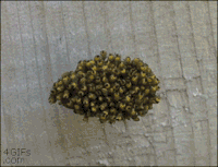 Spiders GIFs - Get the best gif on GIFER